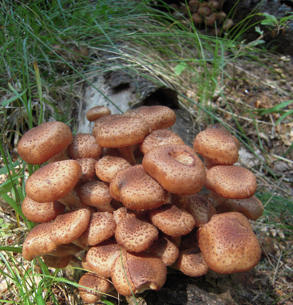 Krajinski park Tivoli, Rožnik in Šišenski Hrib