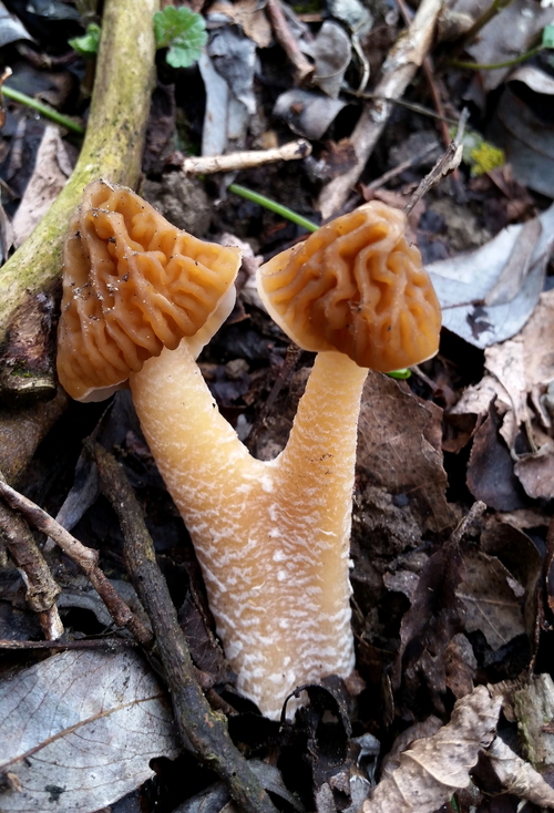 Krajinski park Tivoli, Rožnik in Šišenski Hrib